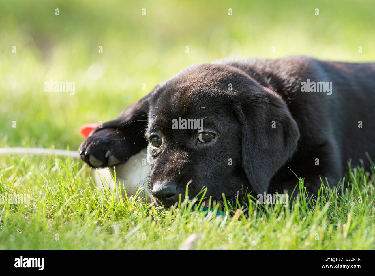 Black labrador retriever laying hi-res stock photography and images - Alamy