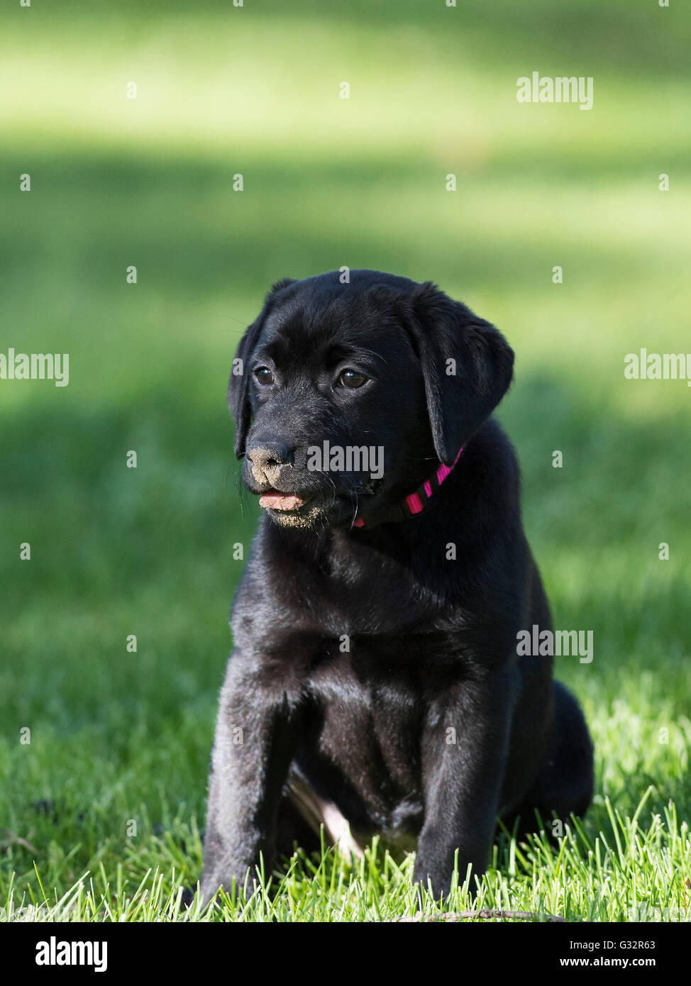 A young Black Labrador Retriever Stock Photo - Alamy