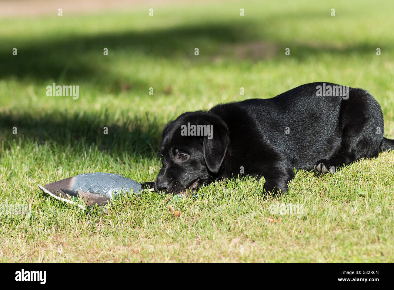 A Black Lab puppy retrieving a training dummy Stock Photo - Alamy