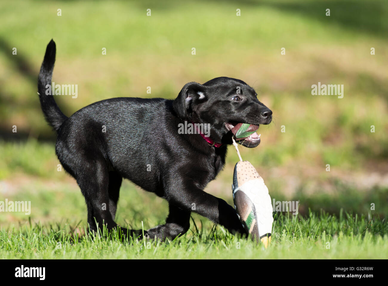 A Black Lab puppy retrieving a training dummy Stock Photo - Alamy