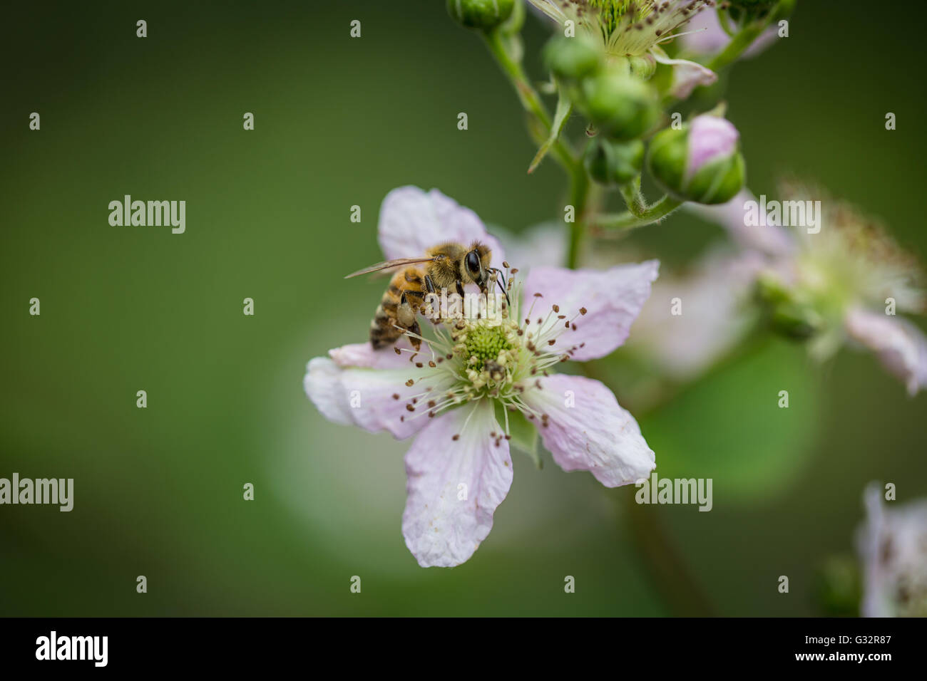 Bee collecting pollen from a flower Stock Photo - Alamy