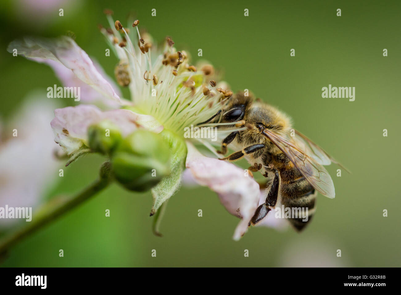 Bee collecting pollen from a flower Stock Photo - Alamy