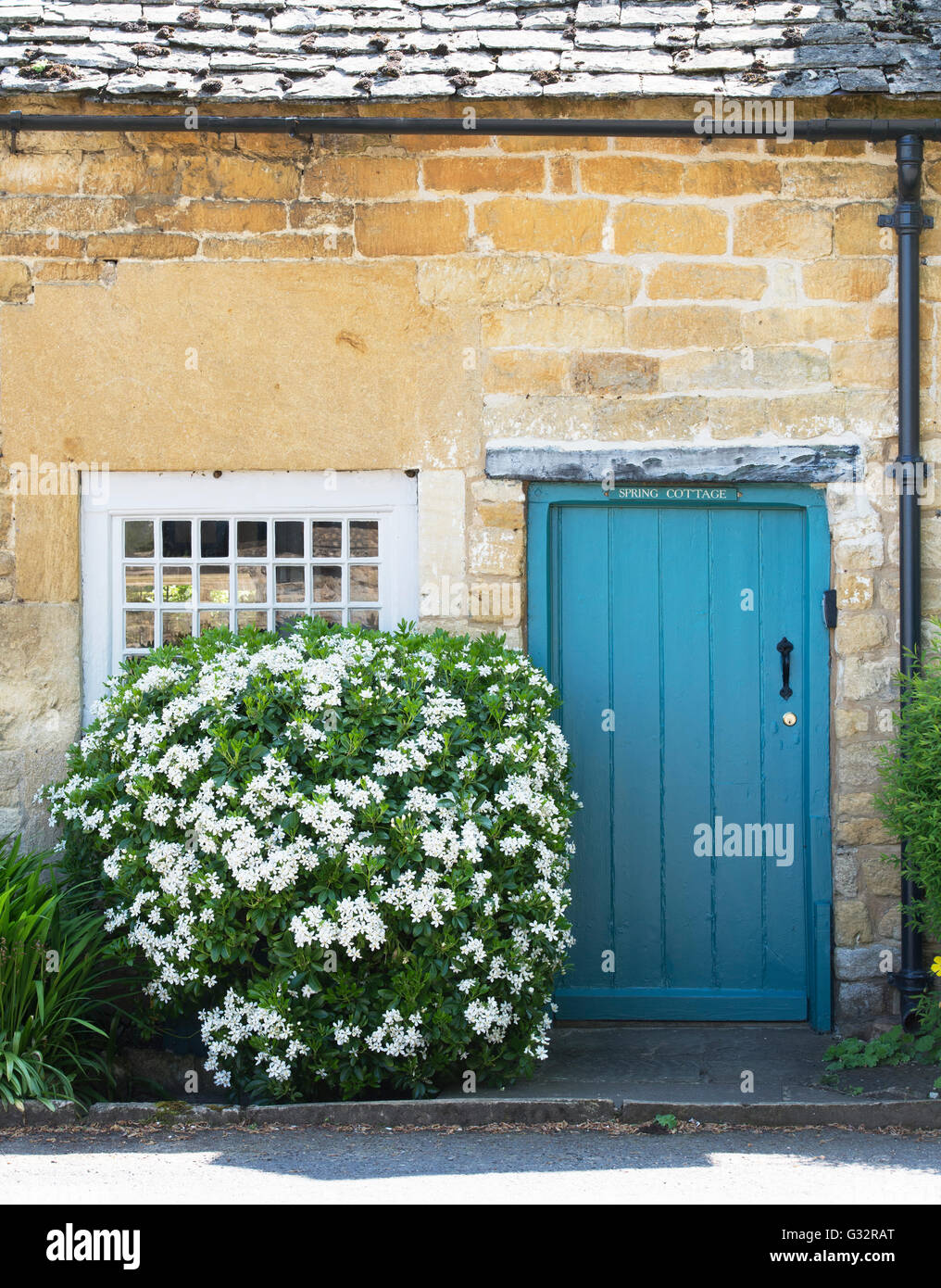 Flowering bush in front of a a cottage window. Snowshill, Cotswolds ...