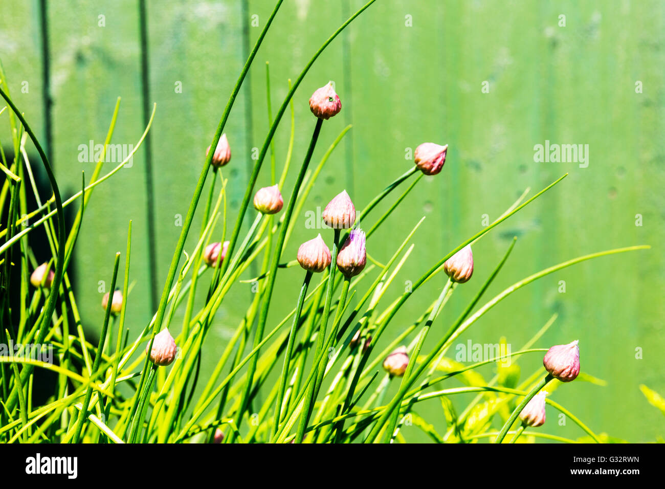 Chives is the common name of Allium schoenoprasum, an edible species of ...
