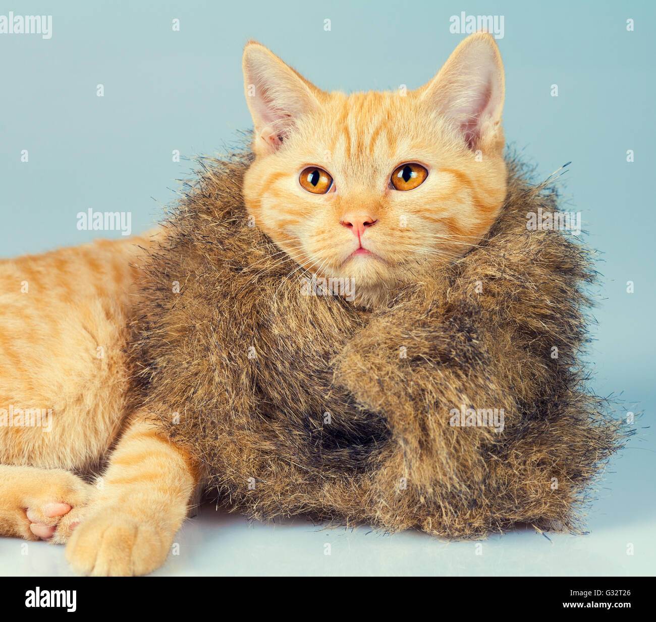 Portrait of cute cat wearing fur coat Stock Photo - Alamy
