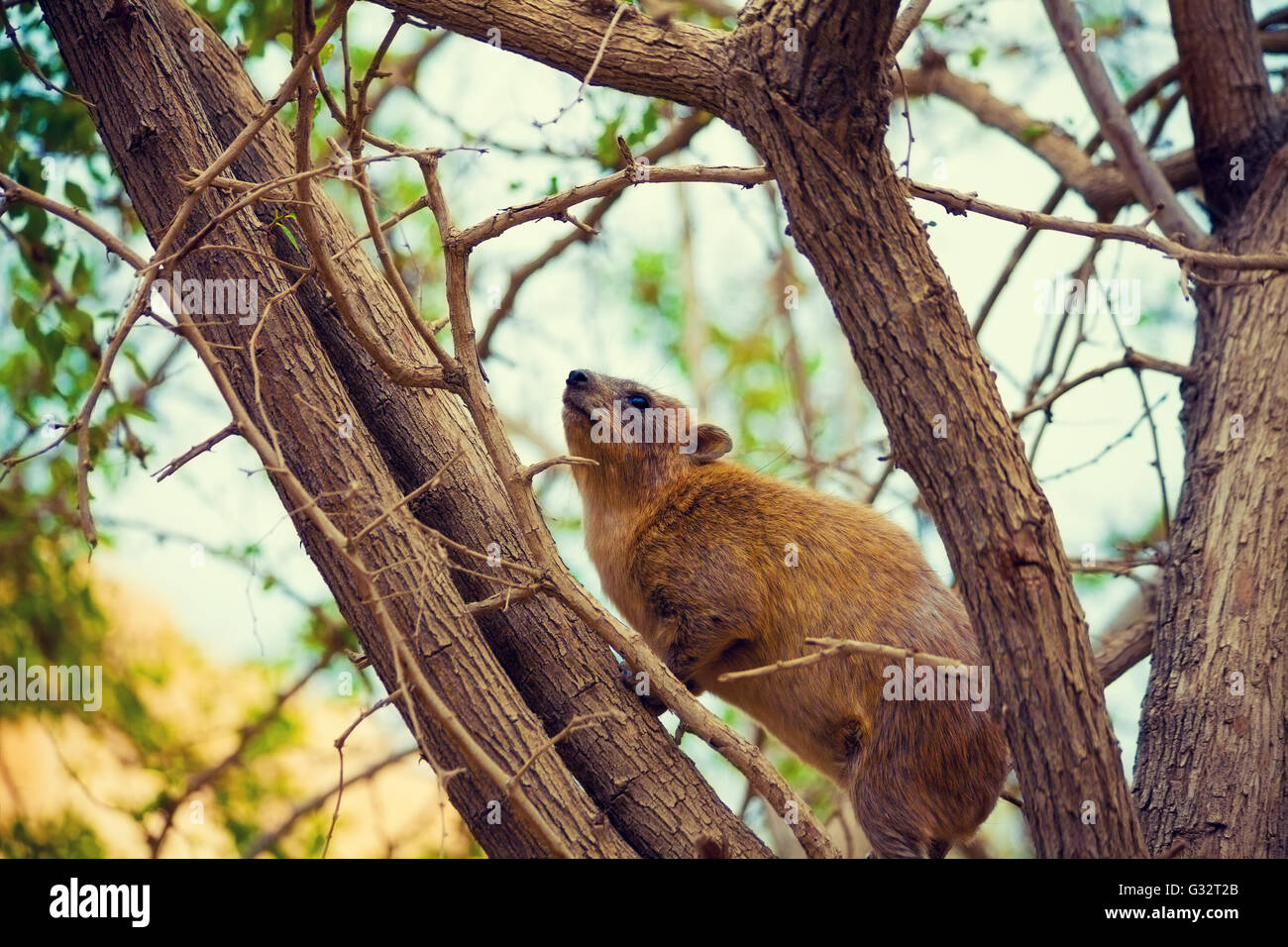 Tree dassie hi-res stock photography and images - Alamy