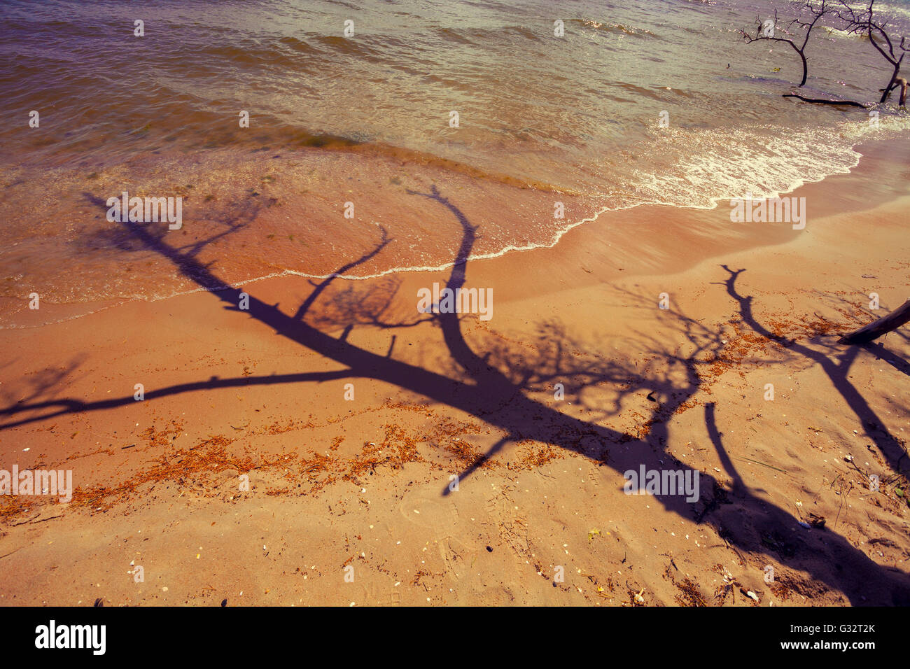 Dead pine tree hi-res stock photography and images - Alamy