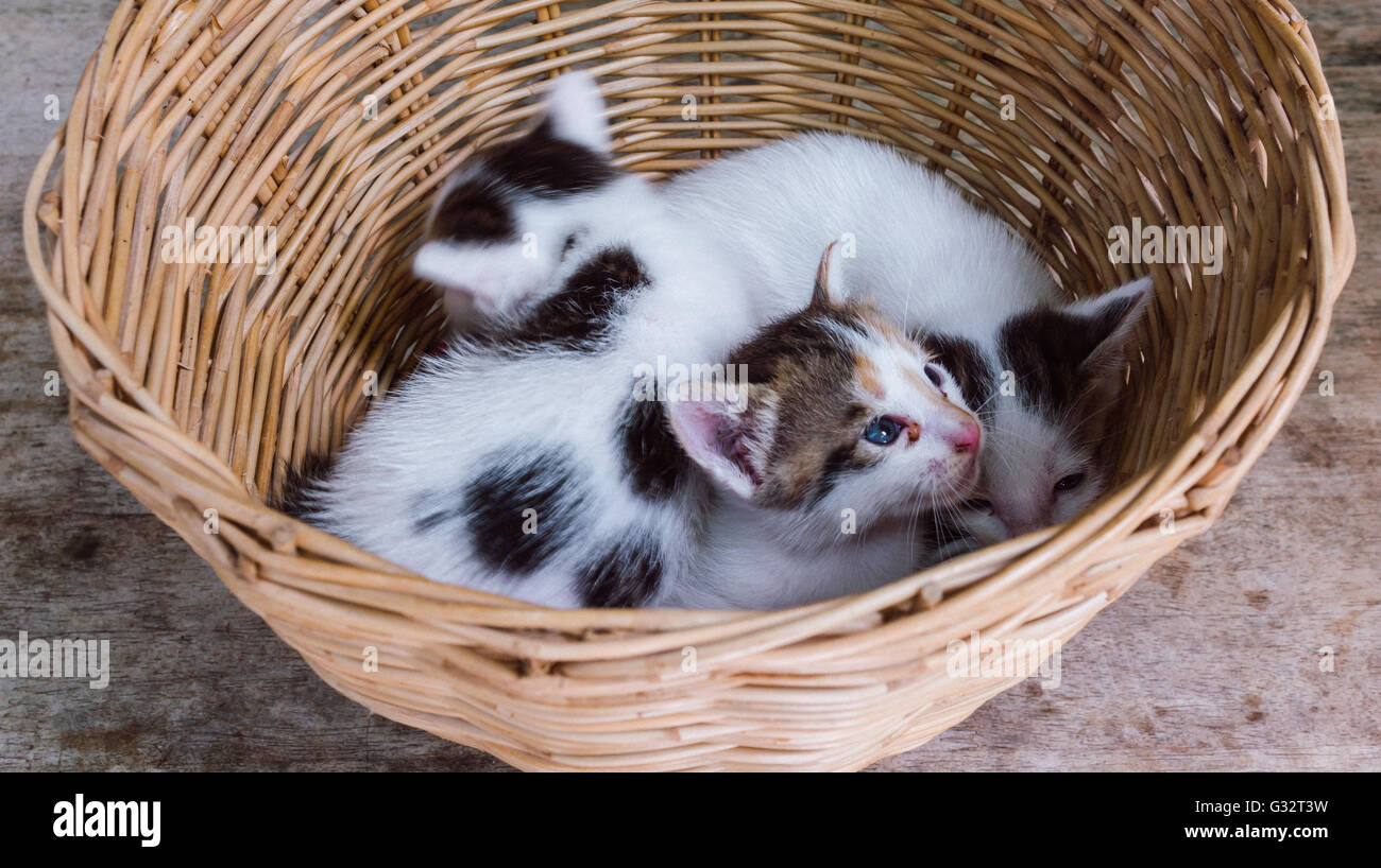 kitten in basket Stock Photo - Alamy