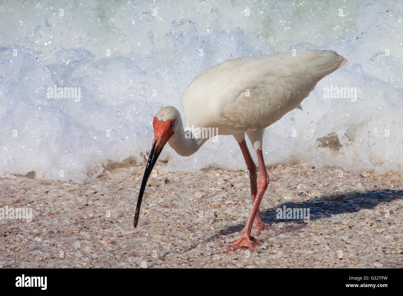 American white ibis birds hi-res stock photography and images - Alamy