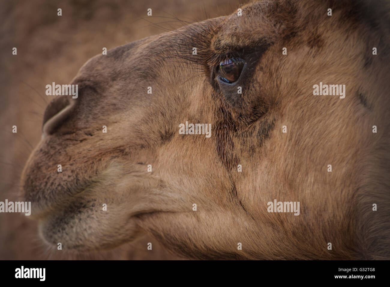 Camel head shot Stock Photo - Alamy