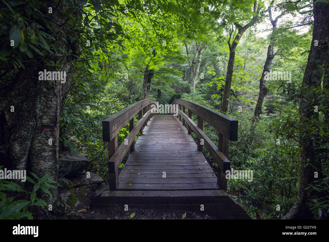 Wooden bridge in forest Stock Photo - Alamy