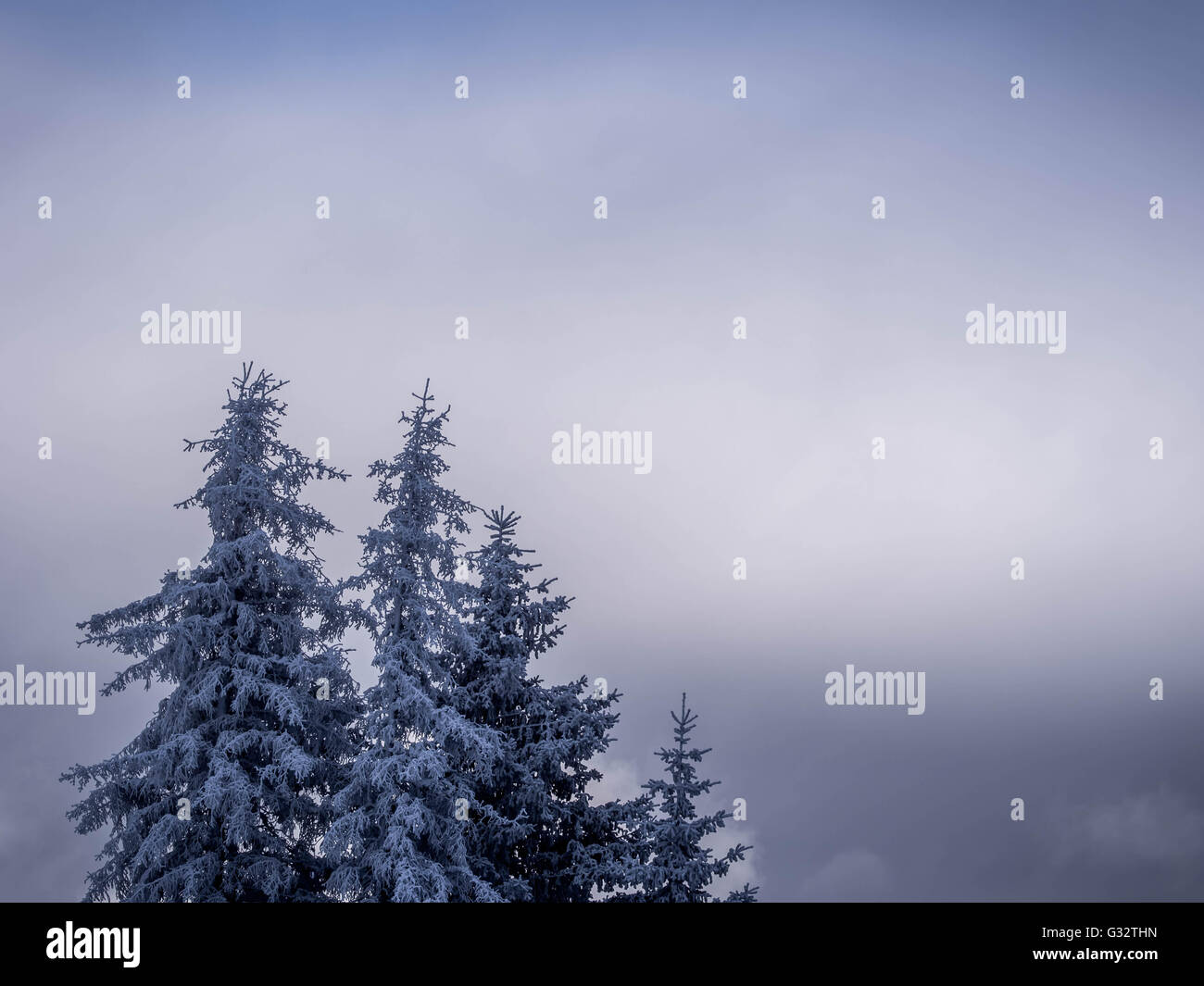Close-up of Snow covered pine trees Stock Photo - Alamy