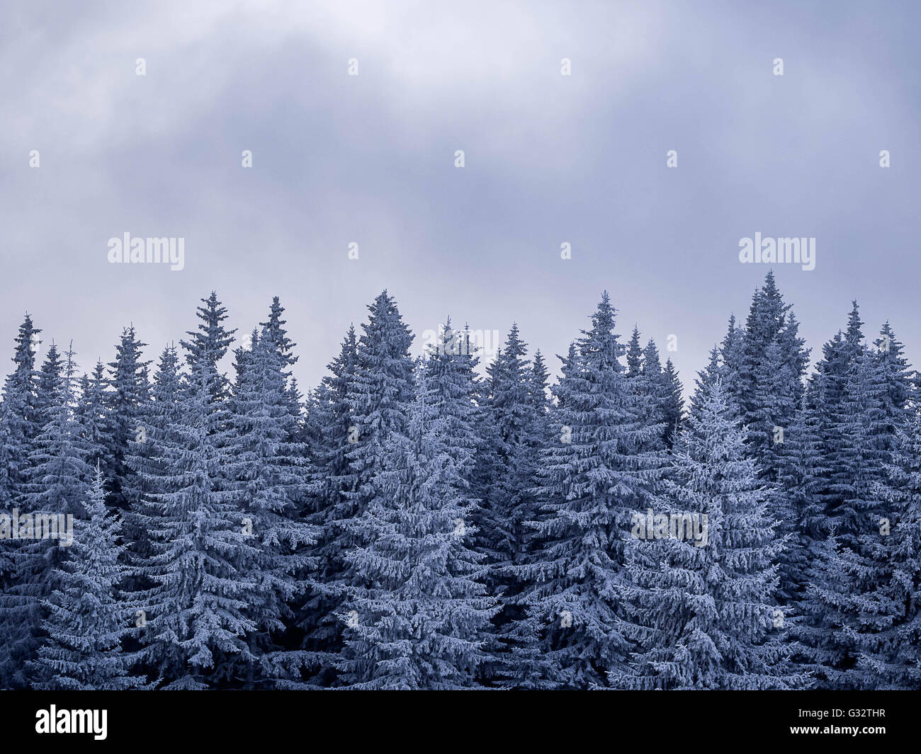 Snow covered pine trees close hi-res stock photography and images - Alamy