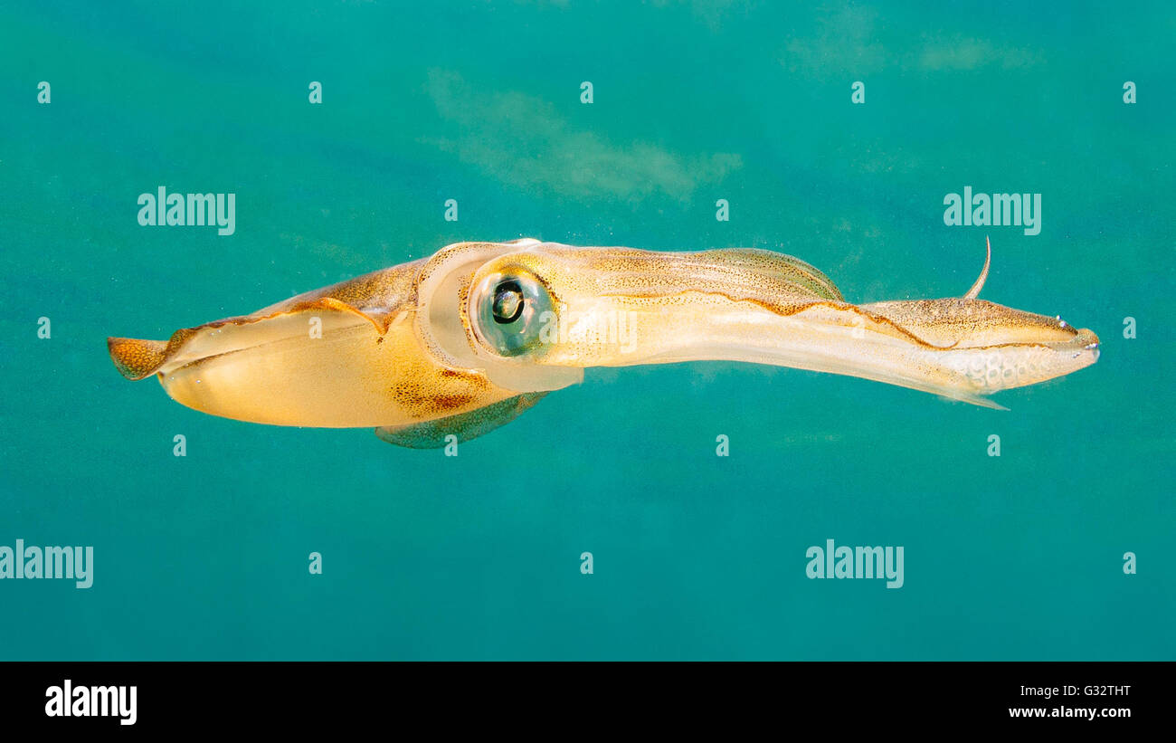 Sea squid hi-res stock photography and images - Alamy