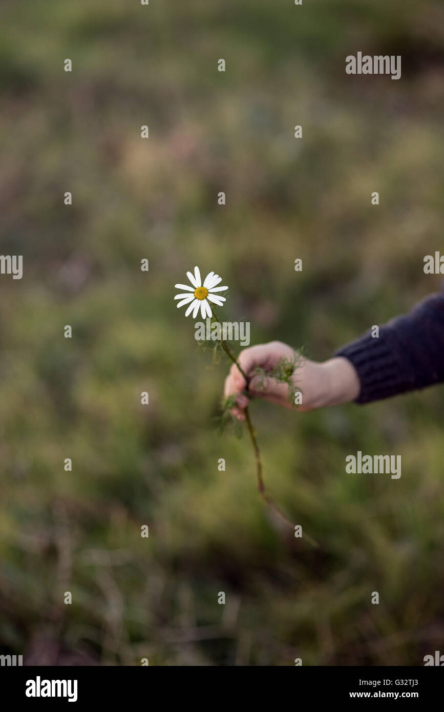 Hand daisy hi-res stock photography and images - Alamy
