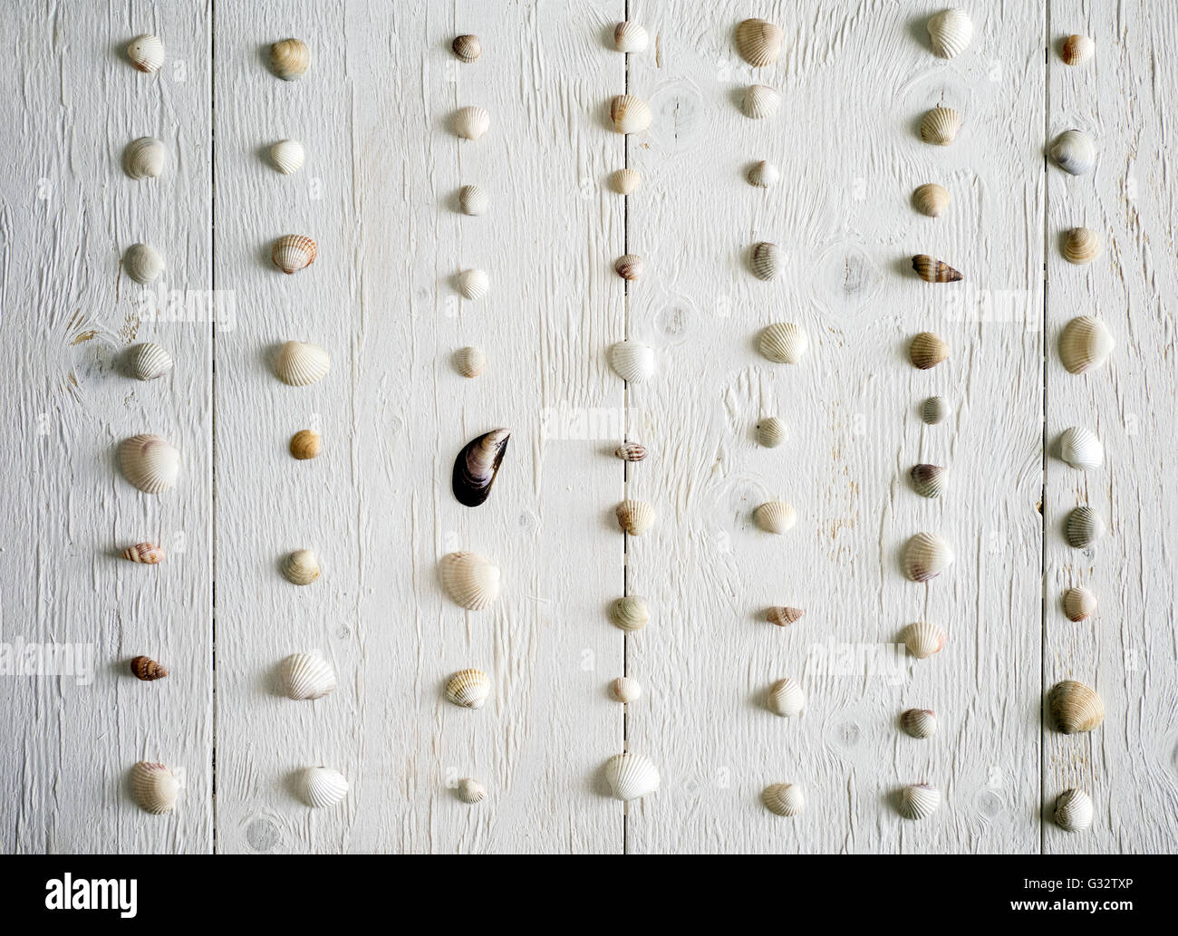 Shells in nature hi-res stock photography and images - Alamy