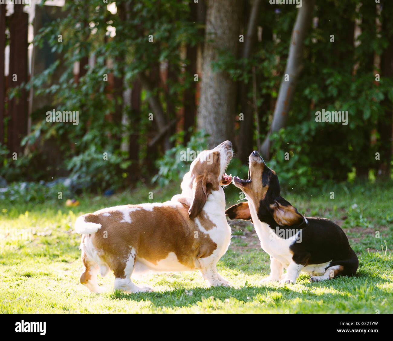 Two basset hound dogs playing in garden Stock Photo - Alamy
