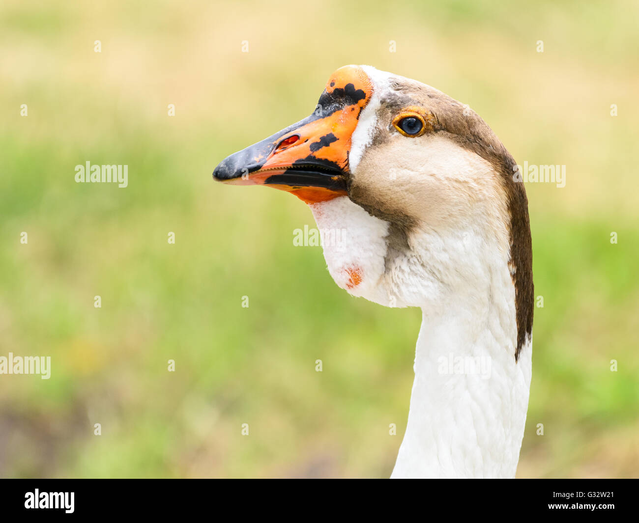 Goose farm animal hi-res stock photography and images - Alamy