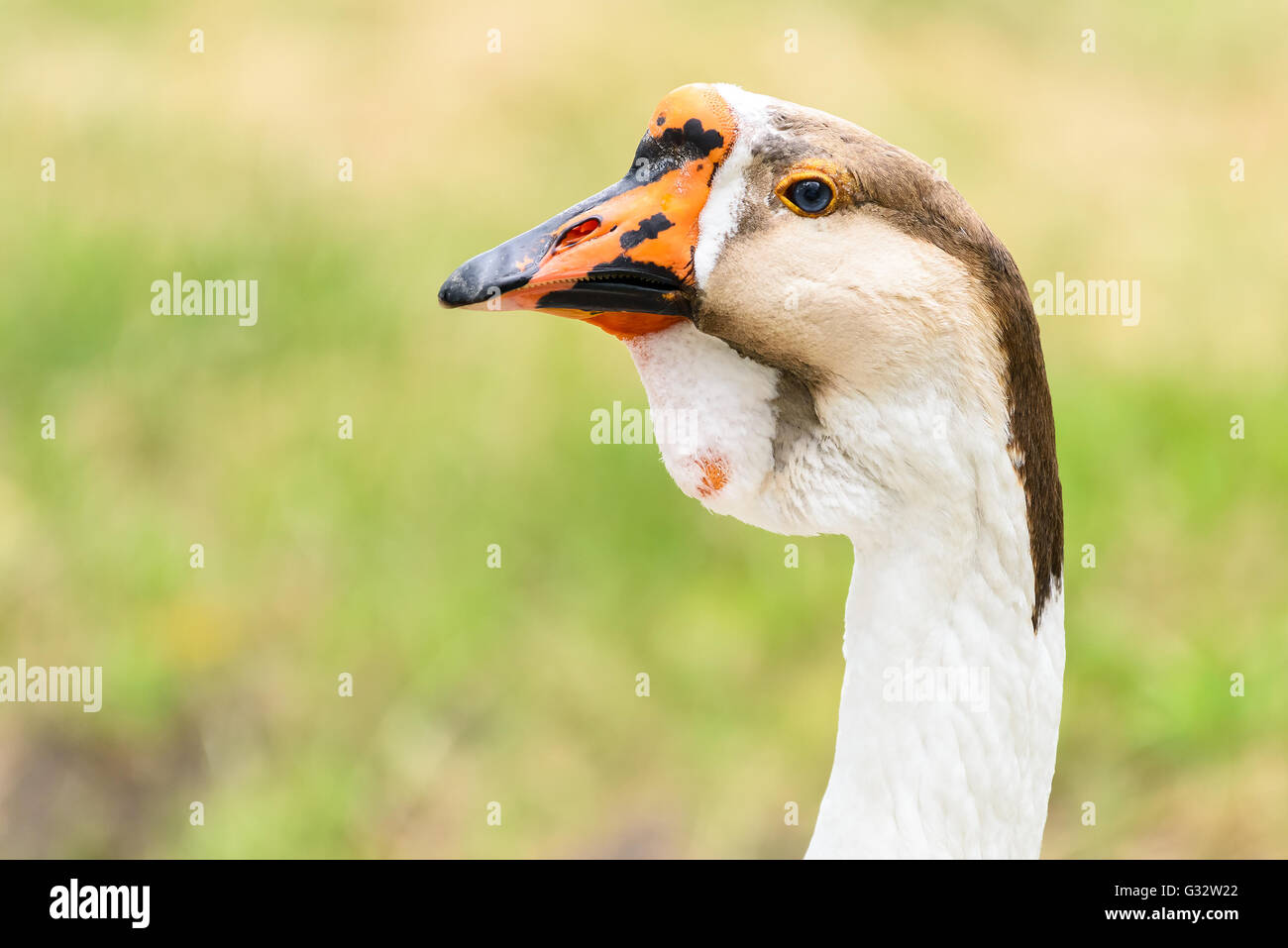 Farm goose hi-res stock photography and images - Alamy
