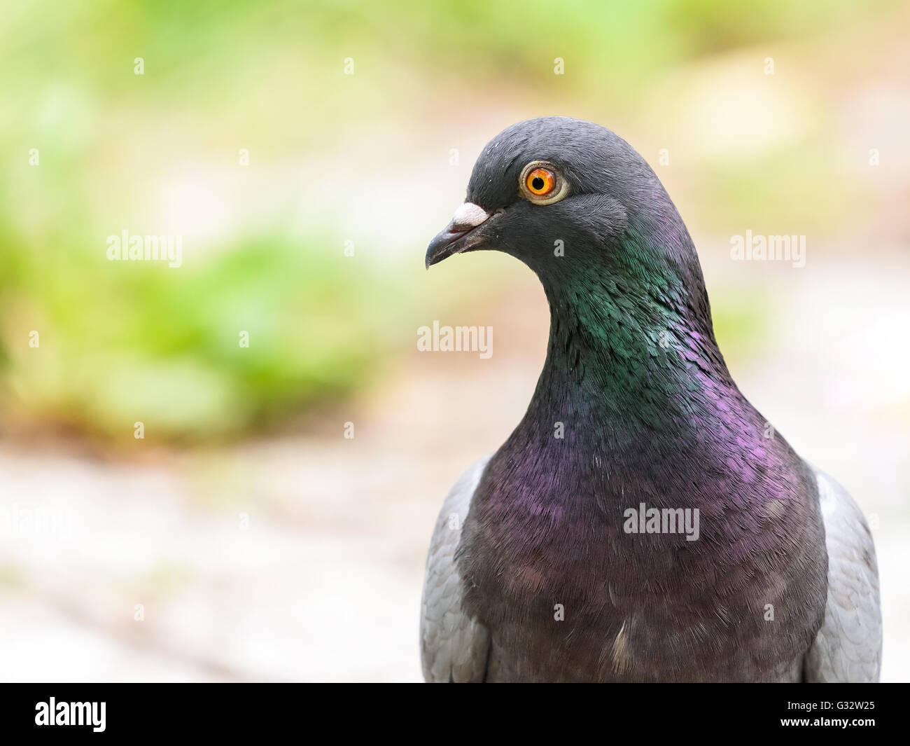 Pigeon closeup portrait bird hi-res stock photography and images - Alamy
