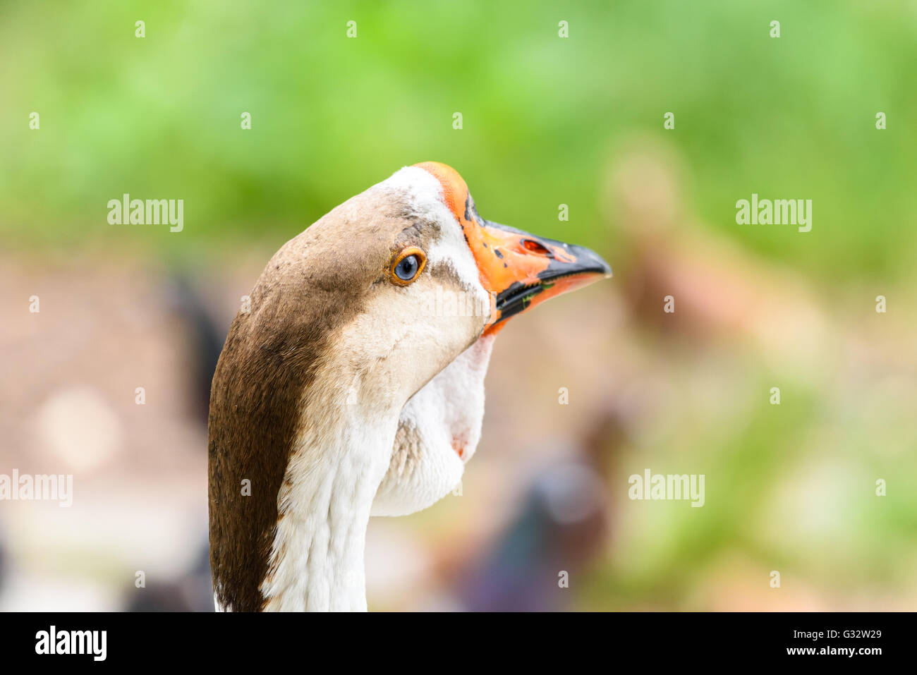 Domestic Farm Goose Portrait Stock Photo - Alamy