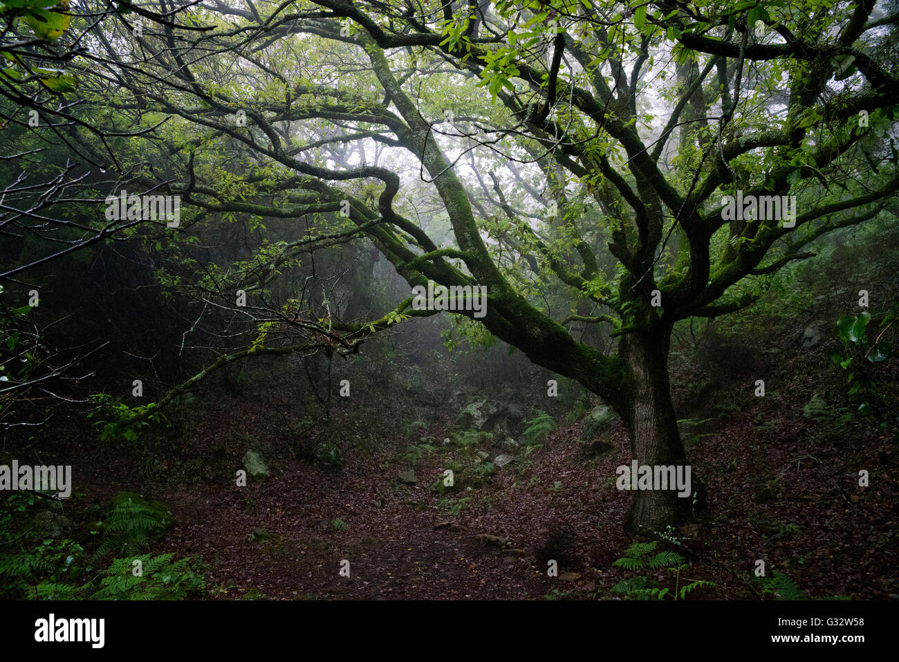 Moss covered trees in misty forest, Tarifa, Andalucia, Spain Stock ...