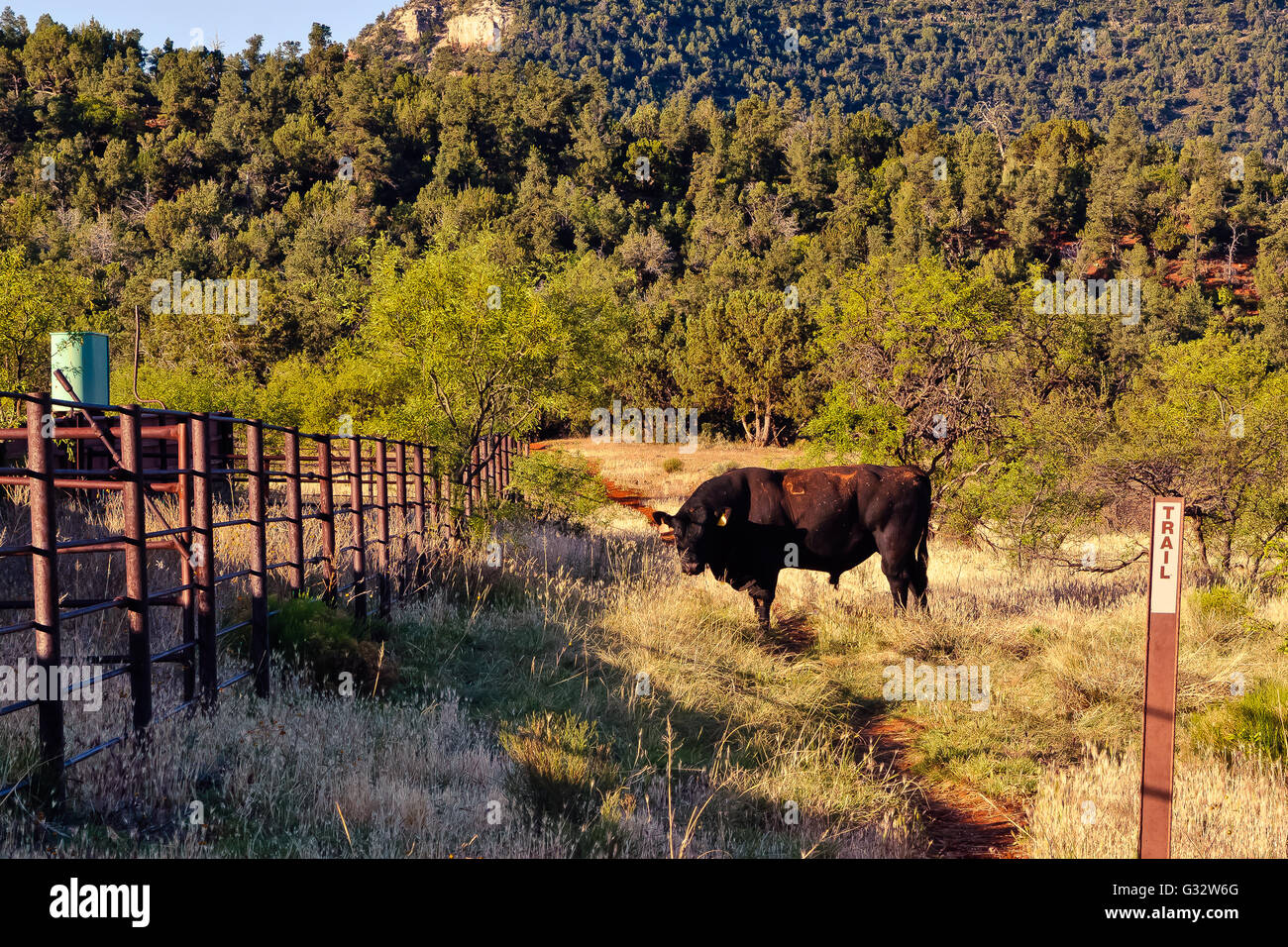 Standing bull hi-res stock photography and images - Alamy