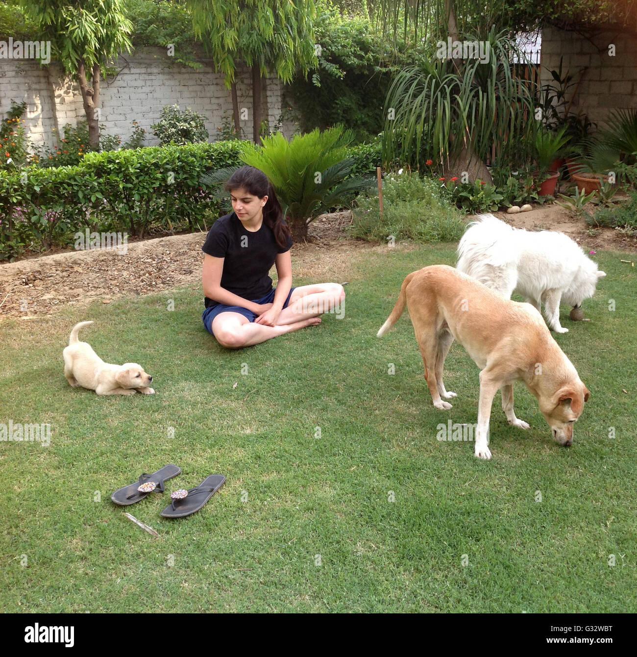 Person two dogs hi-res stock photography and images - Alamy