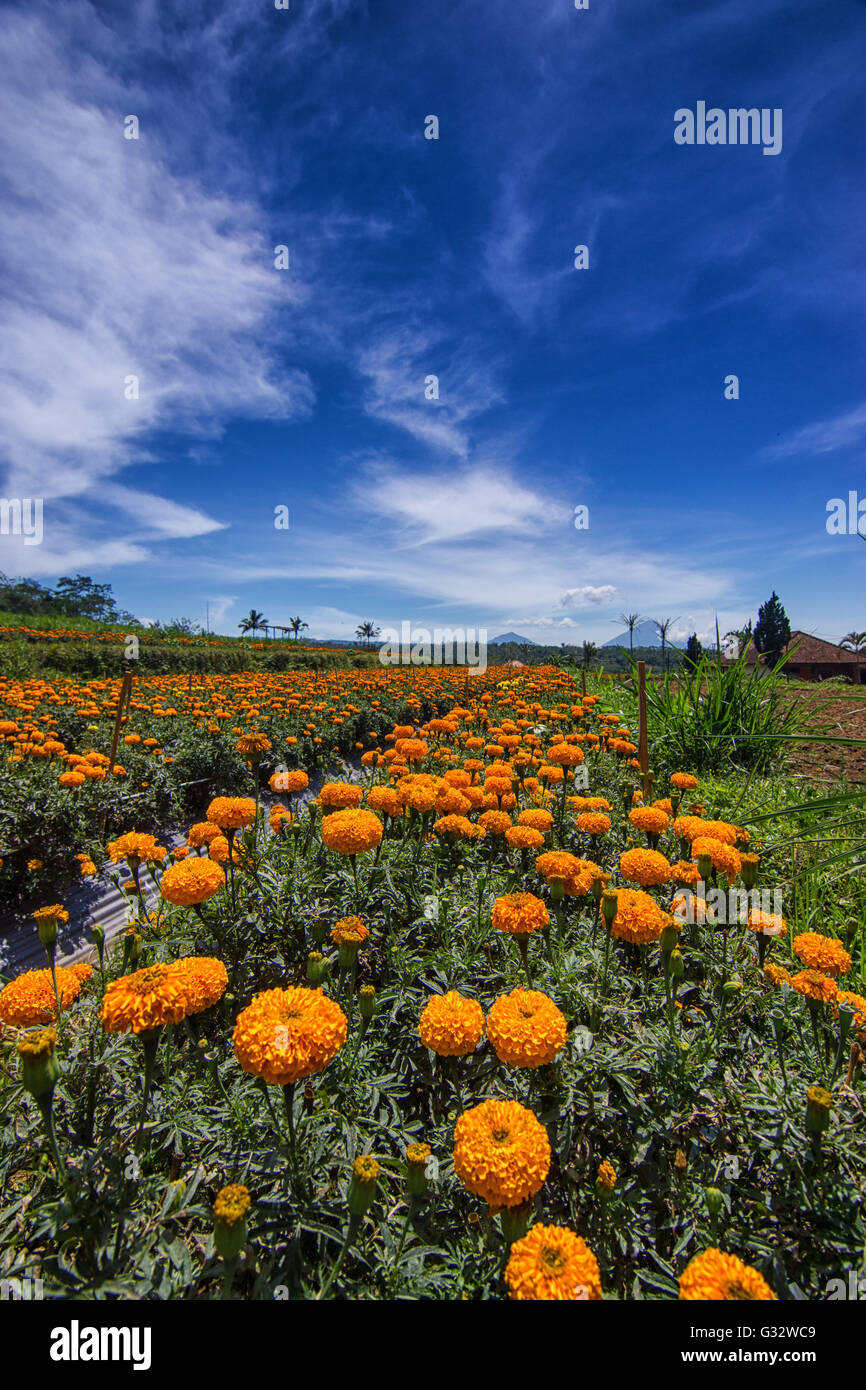 Flowers in field, Bali, Indonesia Stock Photo - Alamy