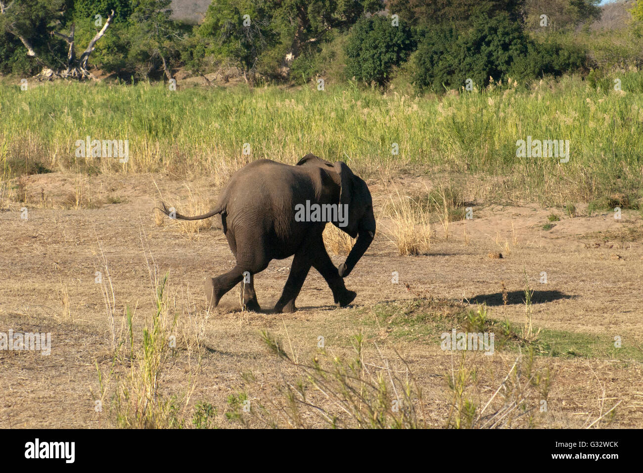 Running elephant hi-res stock photography and images - Alamy