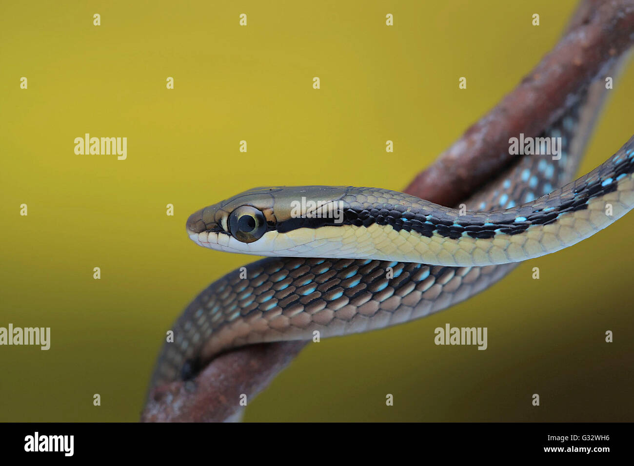 Close-up of a snake on branch, Jember, East Java, Indonesia Stock Photo ...