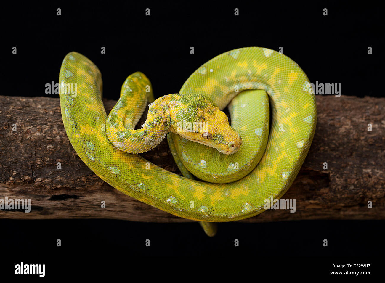 Coiled Snake On Branch High Resolution Stock Photography and Images - Alamy