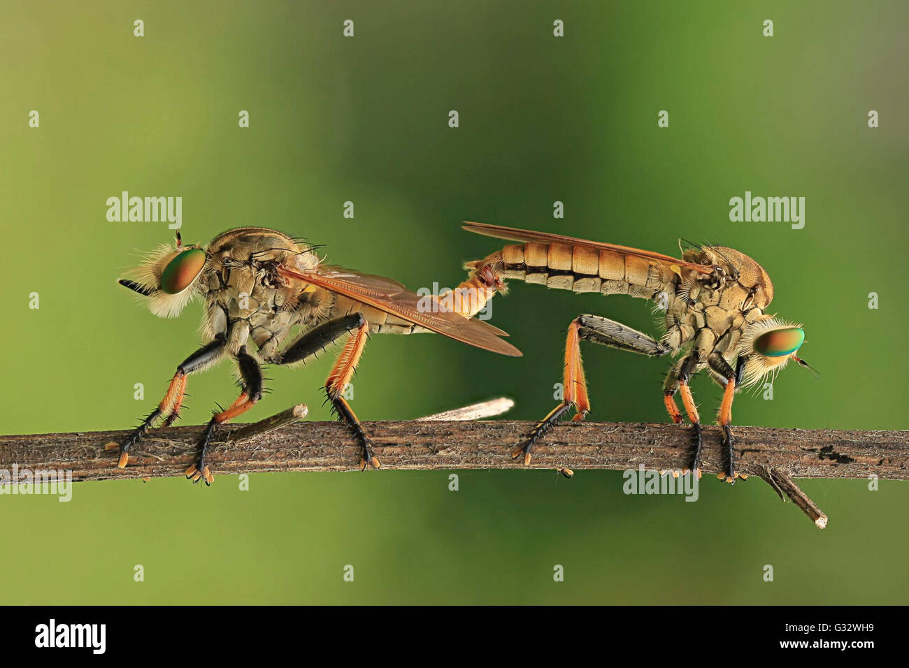 Insects Of Java High Resolution Stock Photography and Images - Alamy
