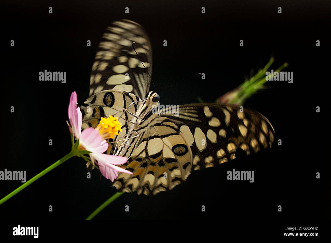 Butterfly in java hi-res stock photography and images - Alamy