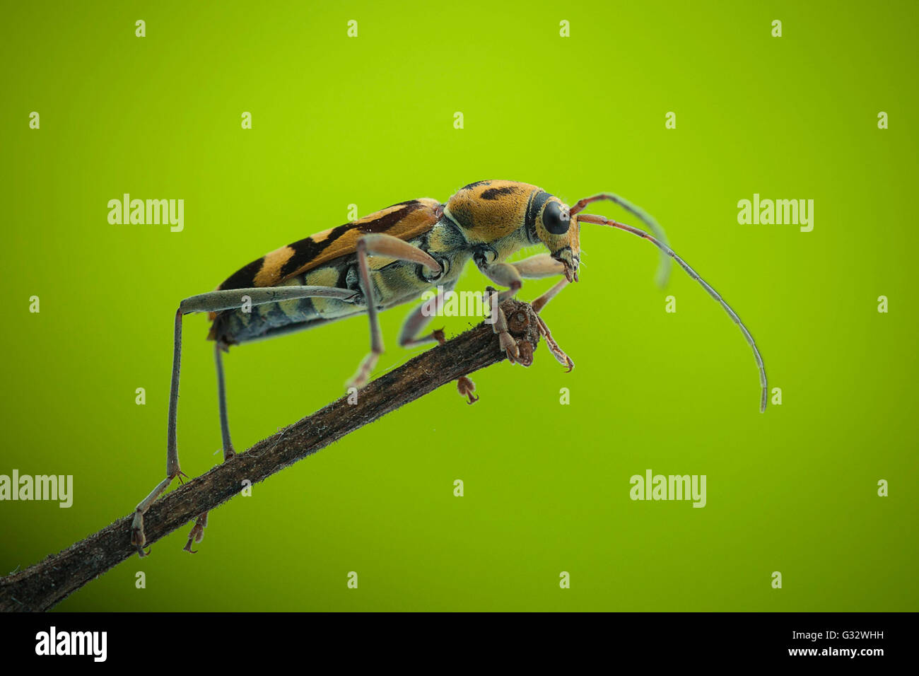 Close-up of soldier bug on branch, Jember, East Java, Indonesia Stock ...
