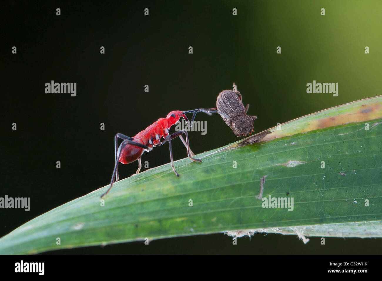 Kissing bug hi-res stock photography and images - Alamy