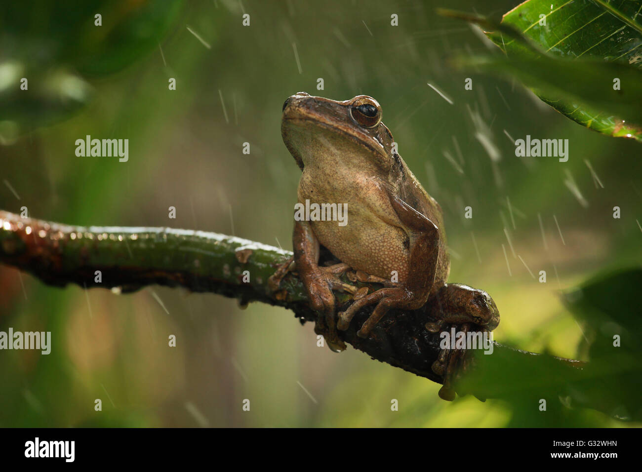 Rain frog hi-res stock photography and images - Alamy