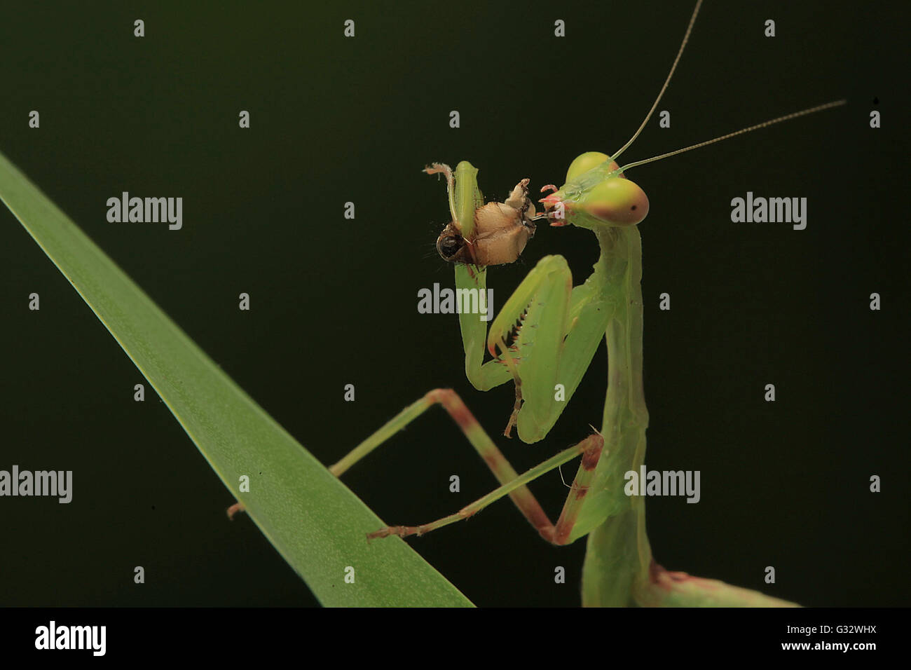 Mantis with prey hi-res stock photography and images - Alamy