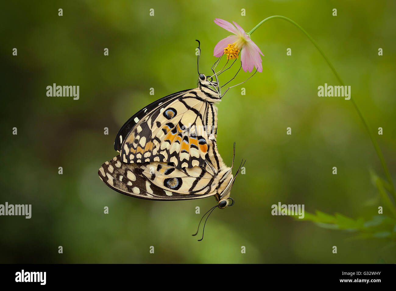 Two butterflies mating, Jember, East Java, Indonesia Stock Photo - Alamy