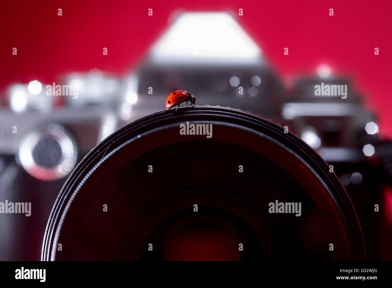 Ladybug lens hi-res stock photography and images - Alamy