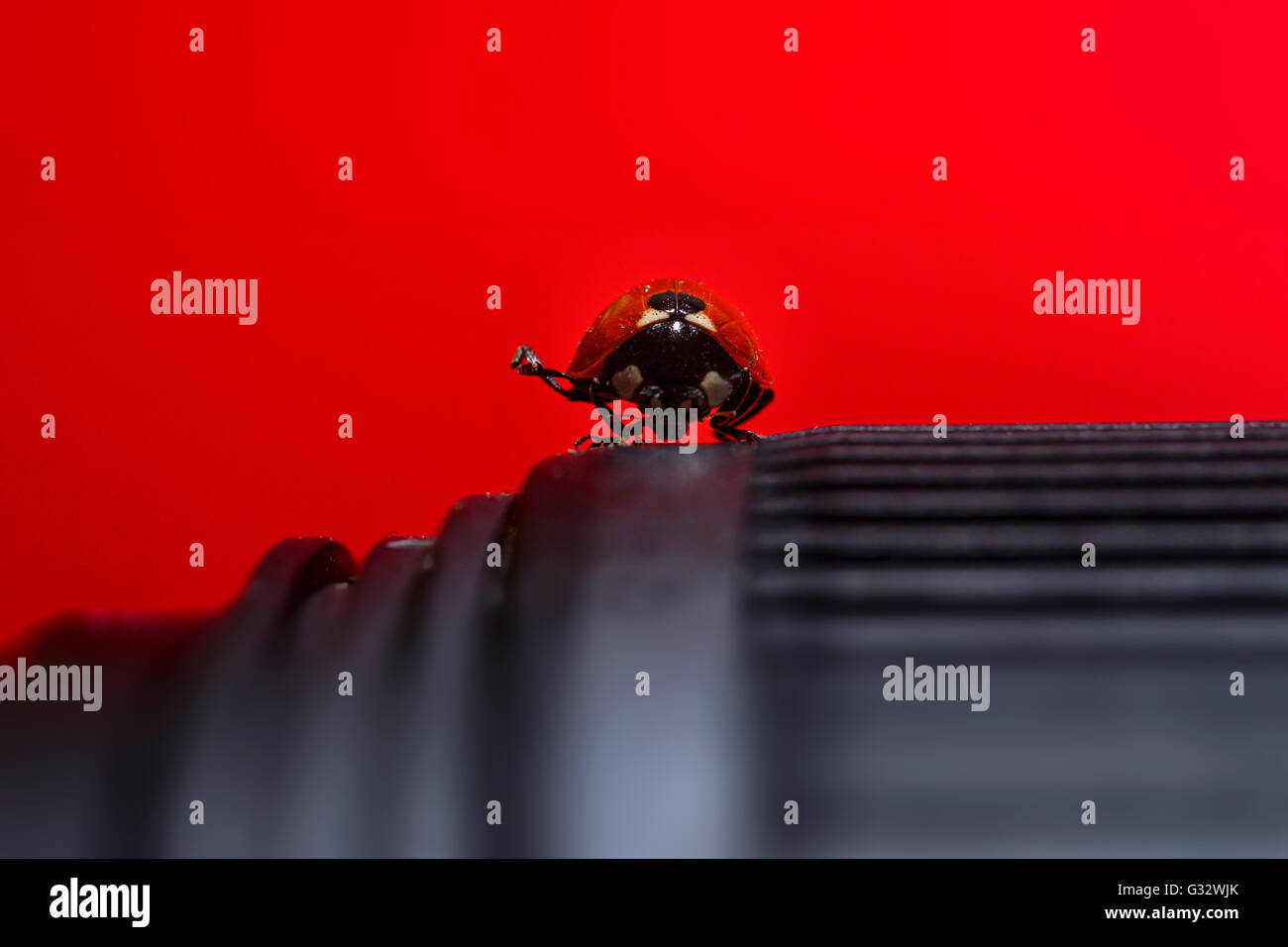 Ladybug on a camera lens Stock Photo - Alamy