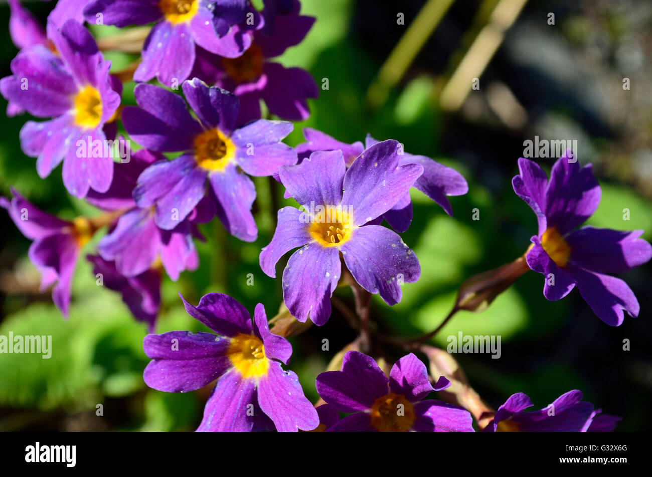 beautiful and vibrant purple and violet primula flowers in summer ...
