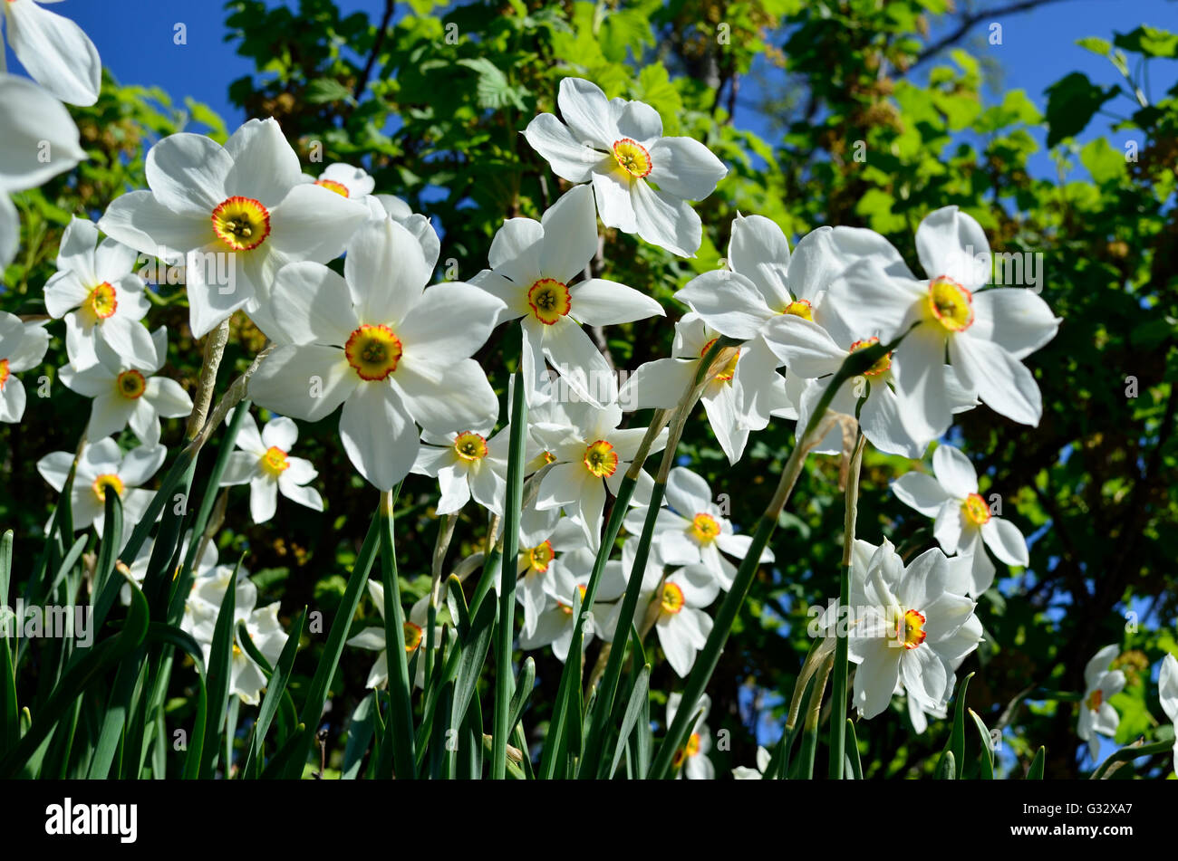 beautiful white, red and yellow aconitum tauricum flower from the Alps ...