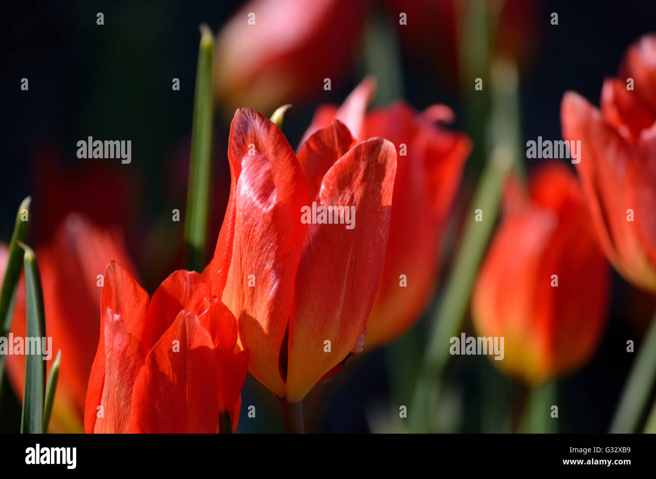 beautiful red tulipa praestaus also known as fusilier in summer ...