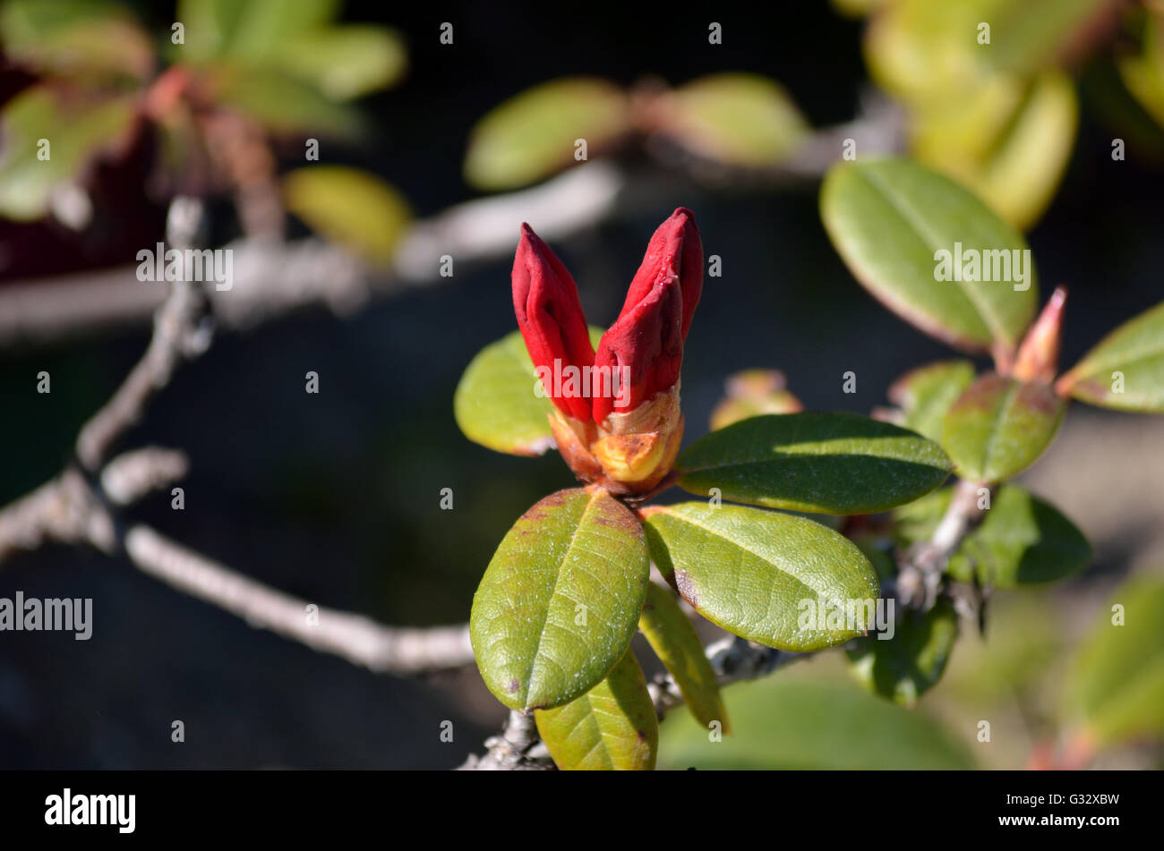 red rhododendron also know as scarlet wonder Stock Photo - Alamy