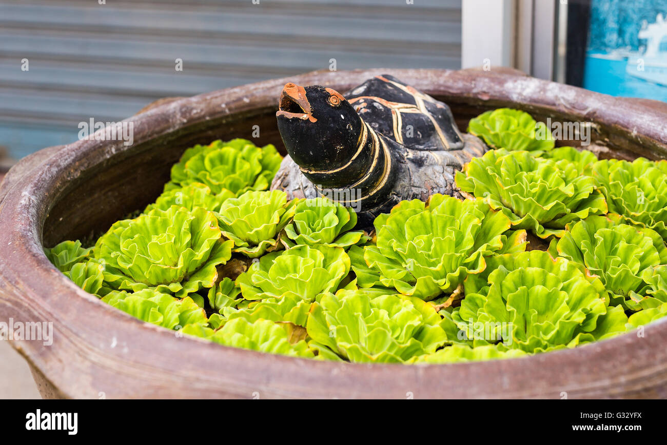 Turtle Shell Souvenir High Resolution Stock Photography and Images - Alamy