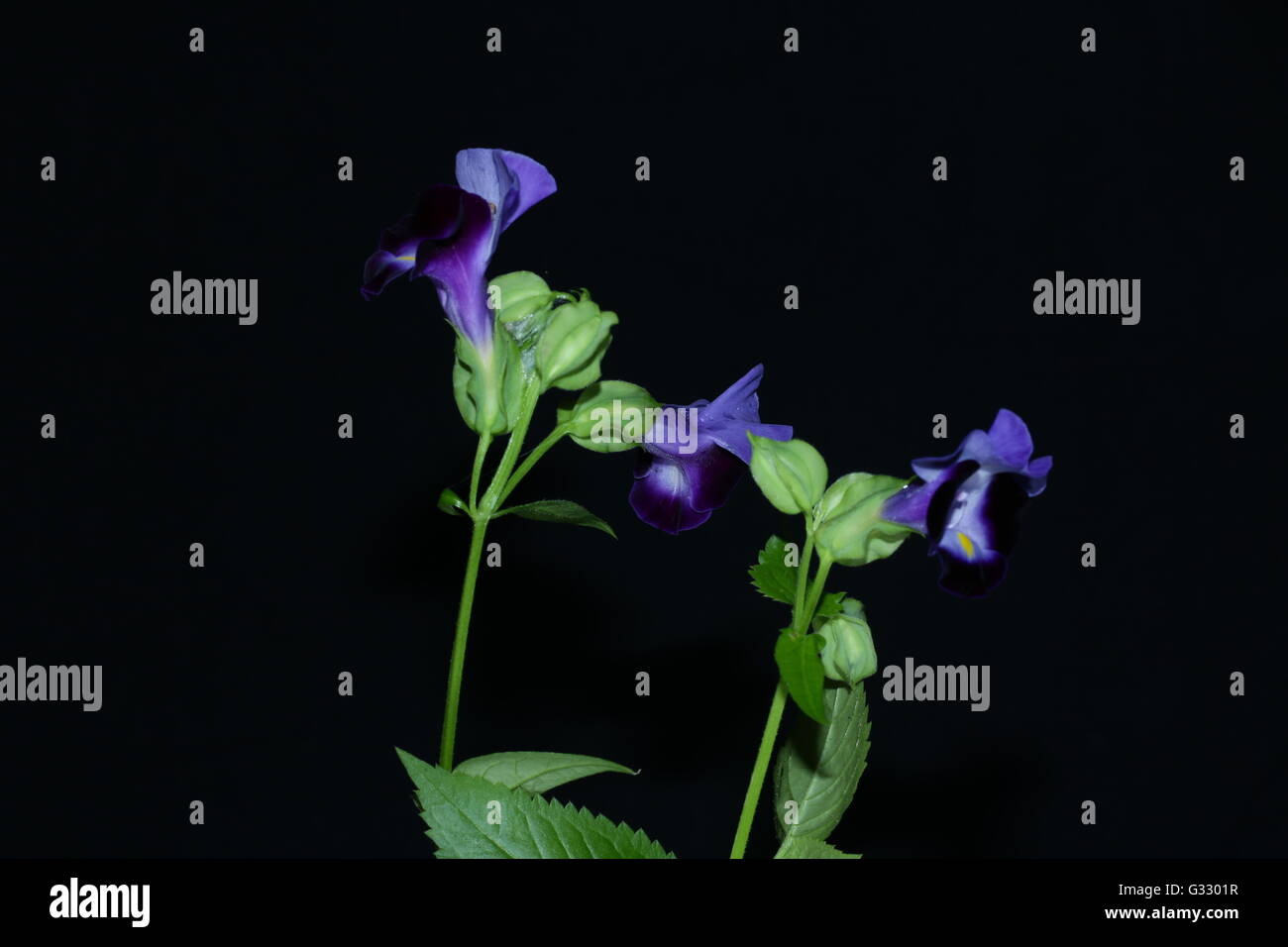 Magic flower hi-res stock photography and images - Alamy