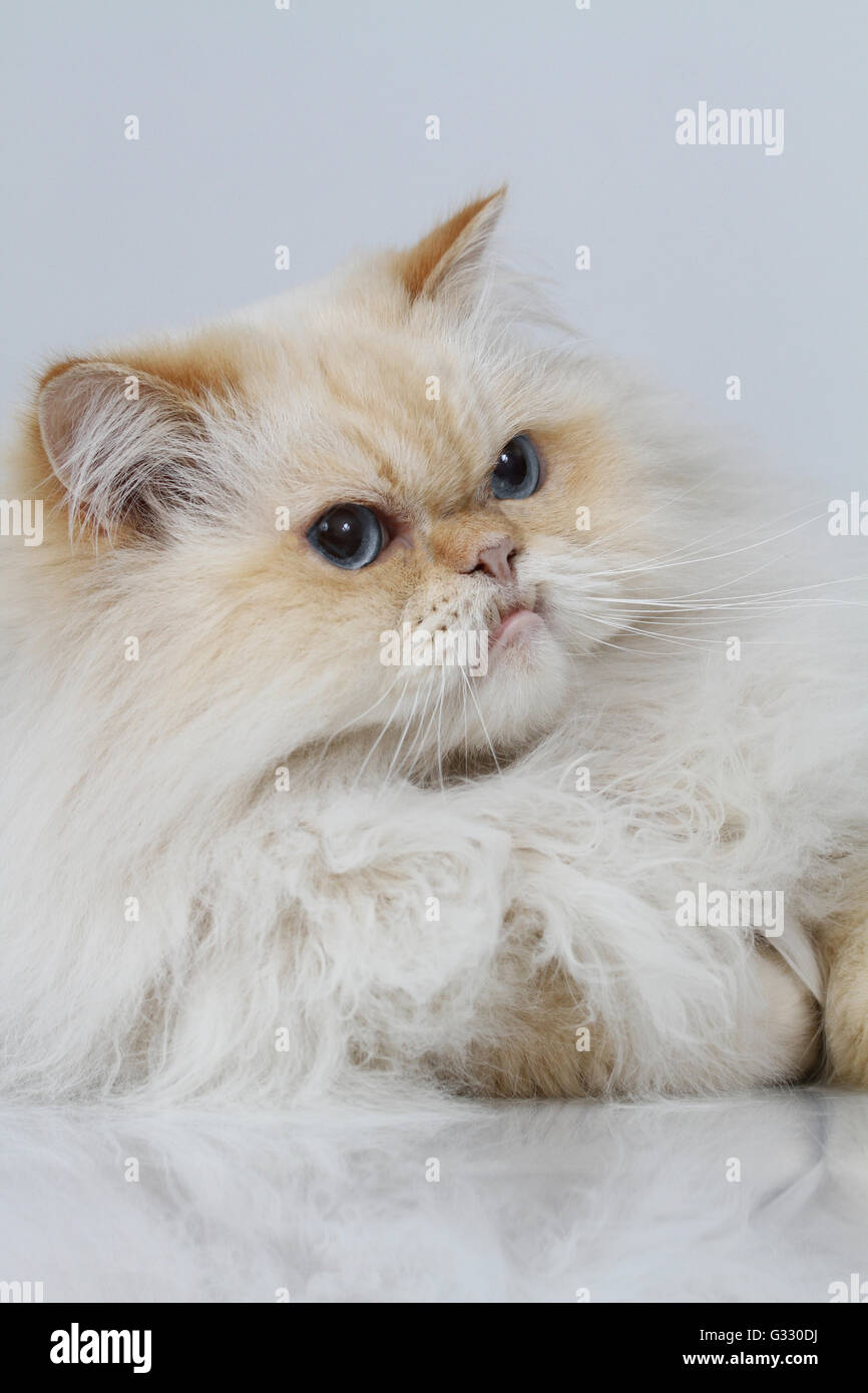 Red persian cat hi-res stock photography and images - Alamy