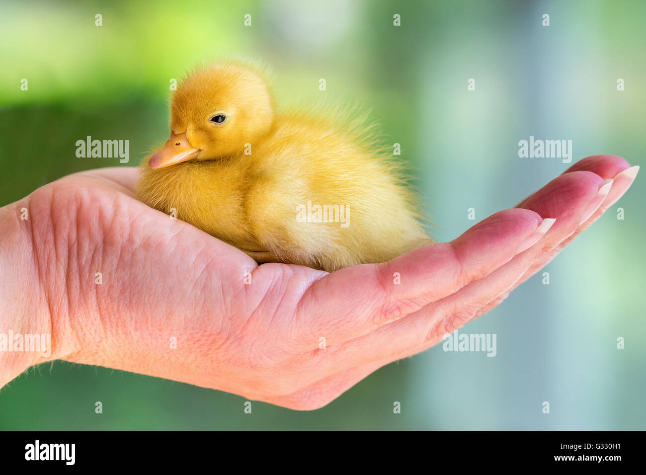 Newborn yellow duckling sitting on female hand Stock Photo - Alamy