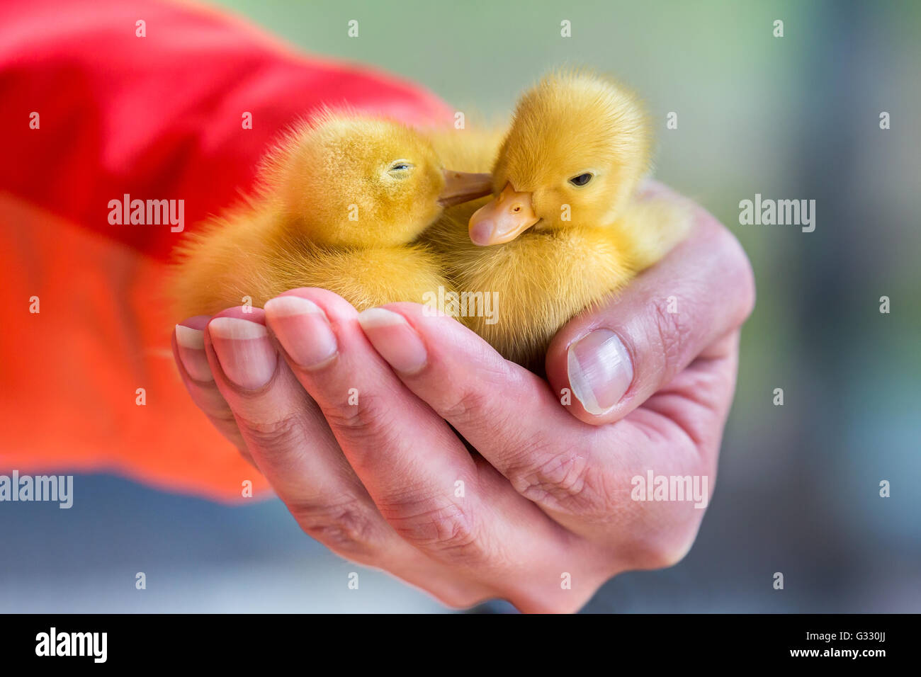 Two young ducks hi-res stock photography and images - Alamy